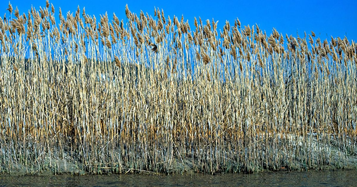 Earth Day Event Discusses the Damaging Environmental Effects of ...